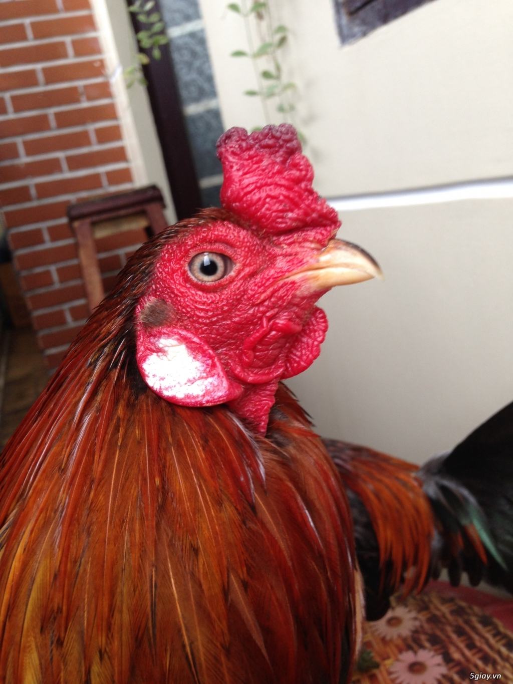 Gà mồng lỗ đá có hay không? Có nên nuôi không?