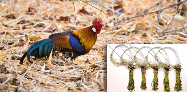 Kỹ Thuật Bẫy Gà Rừng Đơn Giản Và Hiệu Quả Nhất Hiện Nay