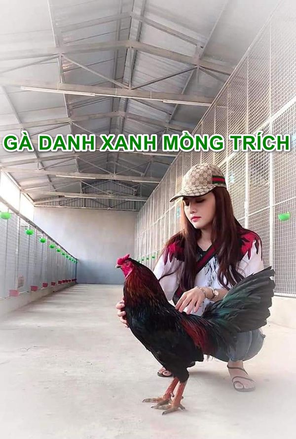 Gà mồng trích là gì? Những thông tin thú vị về chúng