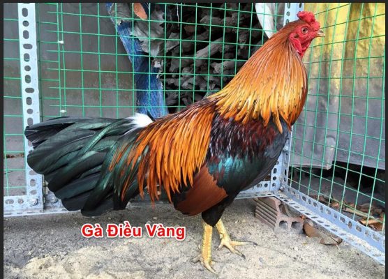 Tìm Hiểu Về Gà Điều Vàng Mệnh Gì - Daga.me