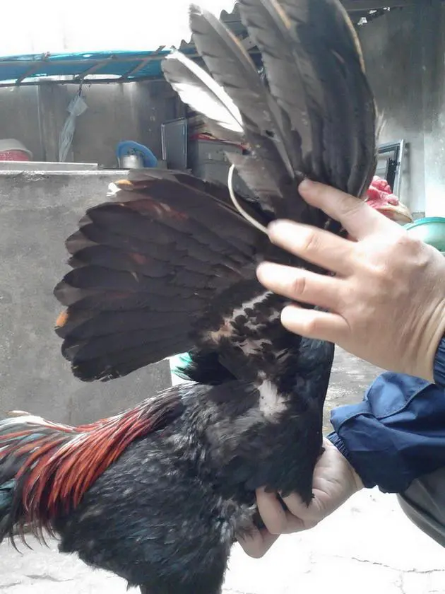 Gà Lông Thép Là Gì? Đá Có Hay Không?