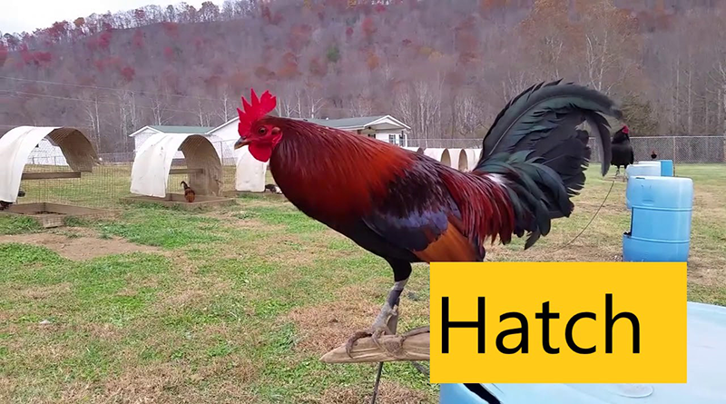 Gà Hatch - Nguồn Gốc Và Đặc Điểm Nhận Dạng