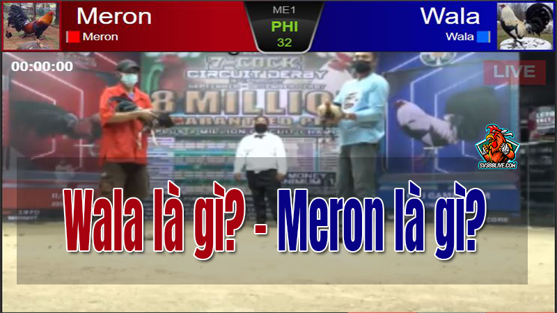 Wala là gì? Meron là gì? Và một số thuật ngữ trong đá gà