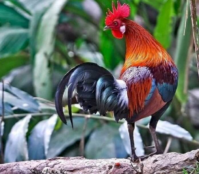 Gà Rừng Rặc Là Gì? Đặc Điểm Nhận Biết Gà Rừng Rặc Thuần Chủng