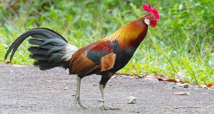 Gà Rừng Rặc Là Gì? Đặc Điểm Nhận Biết Gà Rừng Rặc Thuần Chủng