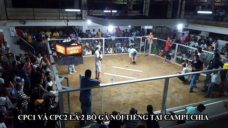 Đá gà CPC3 - Có gì khác so với đá gà CPC1, CPC2 (67, 999) của trường gà ...